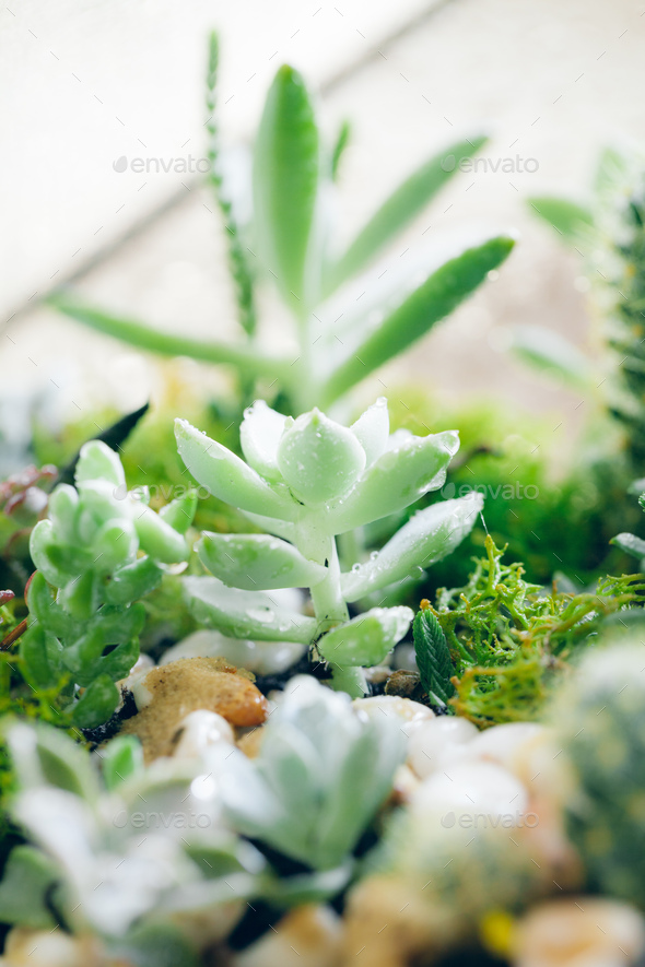 Close up of a glass florarium vase with succulent plants and small ...