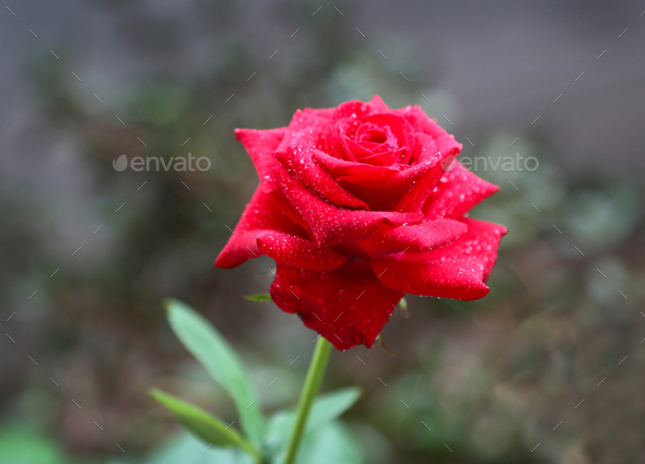 Beautiful red rose with water drops Stock Photo by didesign | PhotoDune