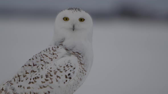 Snowy owl close up profile shot, Stock Footage | VideoHive