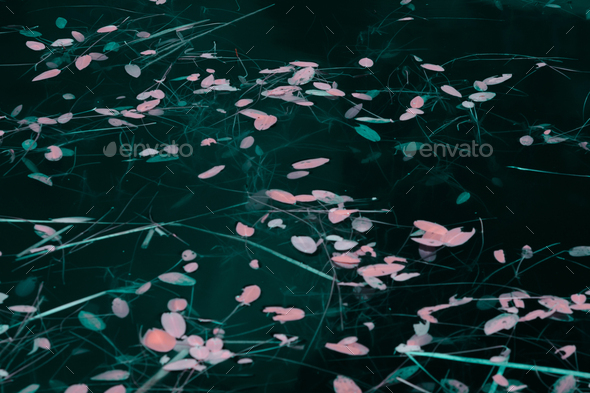 Water grass floating in lake Stock Photo by ADDICTIVE_STOCK | PhotoDune