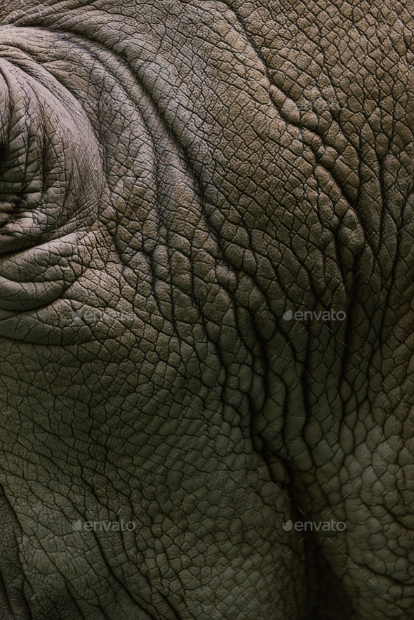 full frame image of white rhino skin background Stock Photo by ...