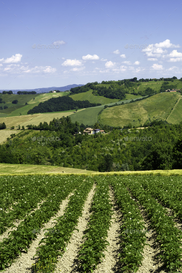 Rural landscape near Sala Baganza and Torrechiara, Parma, at springtime ...
