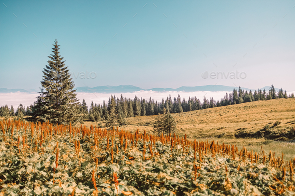 Beautiful mountain view with pine trees forest Stock Photo by shiwork