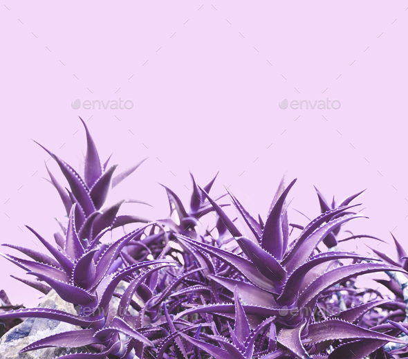 Purple aloe Stock Photo by hitdelight | PhotoDune