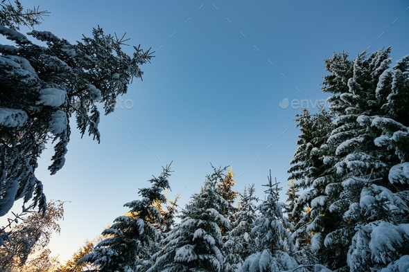 Tall dense old spruce trees grow on a snowy slope Stock Photo by ...