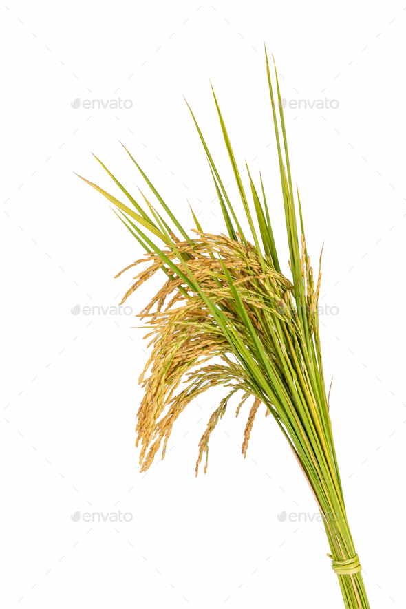 ripe rice crops isolated Stock Photo by chuyu2014 | PhotoDune