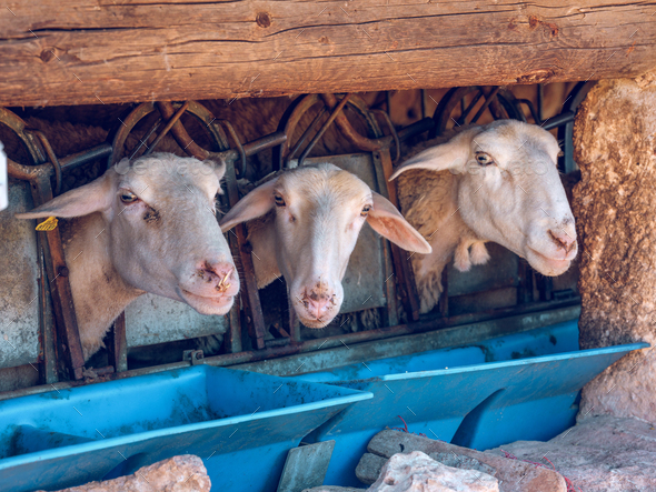 three White sheep in the cage Stock Photo by ADDICTIVE_STOCK | PhotoDune