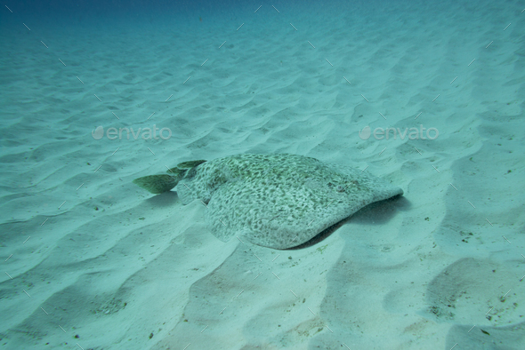 Marbled electric ray Stock Photo by ADDICTIVE_STOCK | PhotoDune