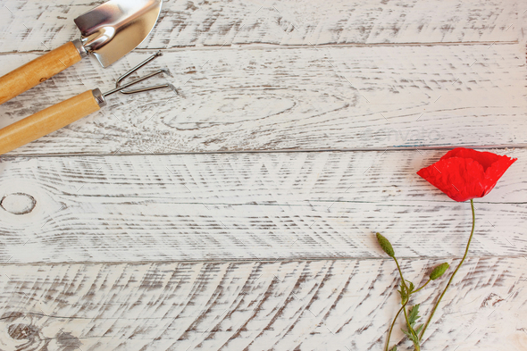 Home gardening. Plant care. White wooden background Stock Photo by Vailery