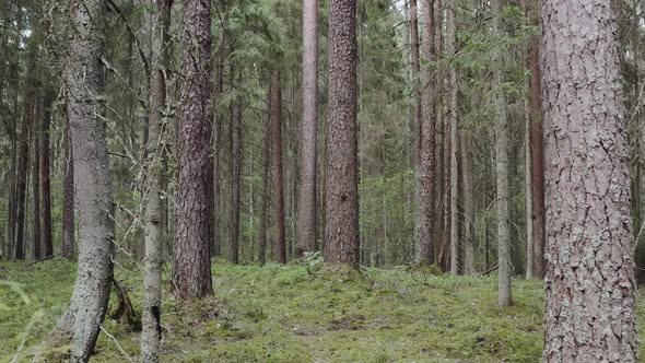 A Natural Old Growth Boreal Forest, Stock Footage | VideoHive