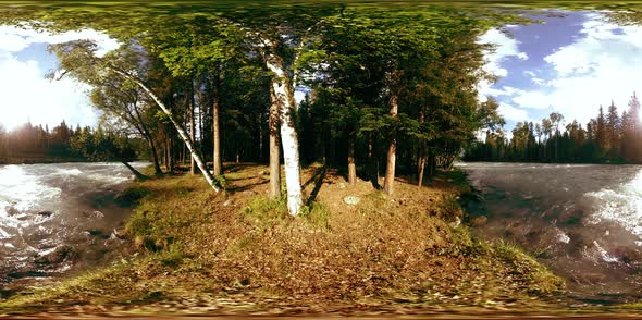 360 VR Virtual Reality of a Wild Forest. Pine Forest, Small Fast, Cold ...