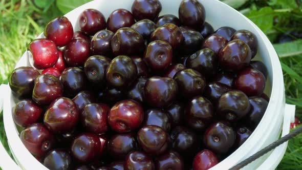 A Bucket of Overripe Large Cherries in the Garden, Stock Footage ...