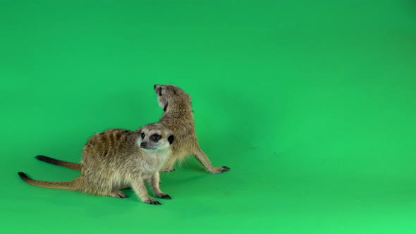Two Meerkats Isolated on a Green Background Screen., Stock Footage