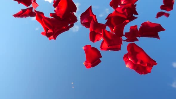 Falling rose petals against the sky. Slow motion., Stock Footage ...