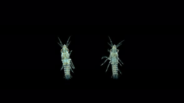 Parasitic Isopod Larva at the Zuphea Stage Under a Microscope, of the ...