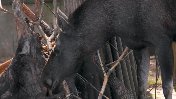 Female Moose eating bark from a branch, on a sunny day - Alces alces ...