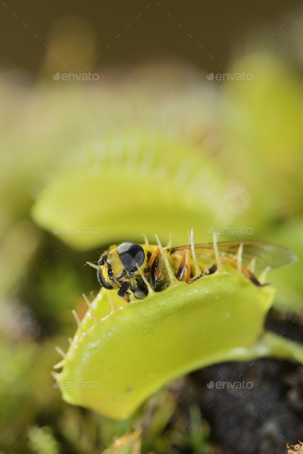 Bee-like fly insect approaching and being captured by Venus fly trap ...
