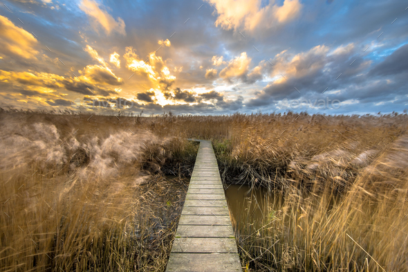 Wooden walkway through tidal marsh Stock Photo by CreativeNature_nl