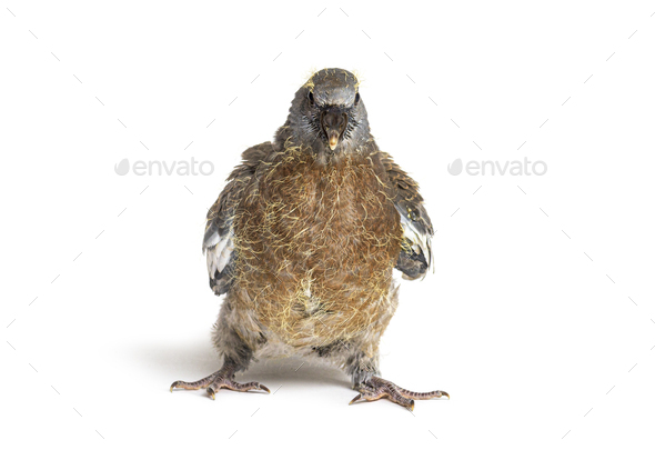 Young domestic pigeon falling out of the nest facing at the camera ...