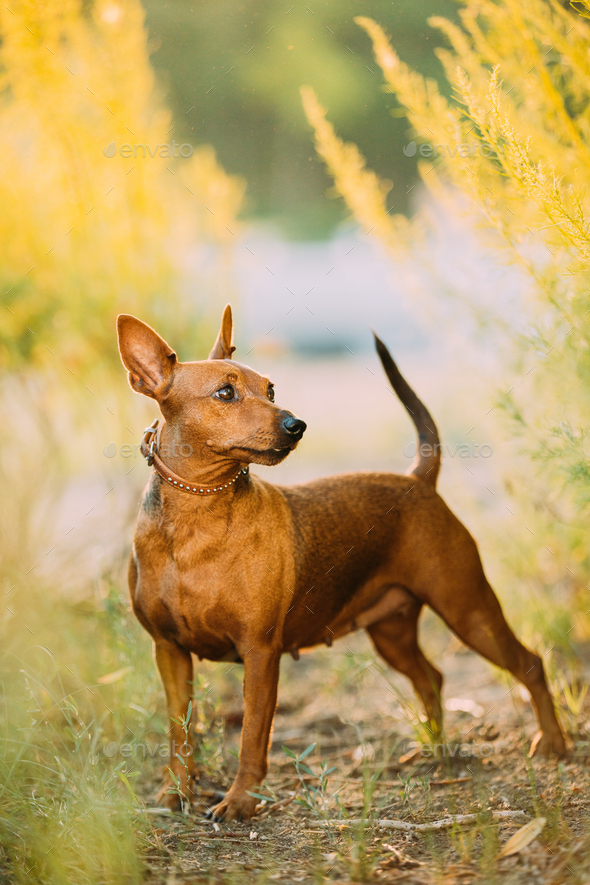 Brown Min Pin, miniature, pincher, Pinscher, Zwergpinscher Posing ...