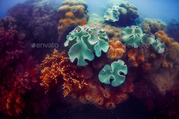 Different colored corals in sea Stock Photo by ADDICTIVE_STOCK | PhotoDune