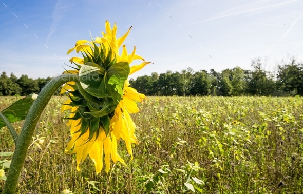 Sunflower from behind Stock Photo by gcpics | PhotoDune