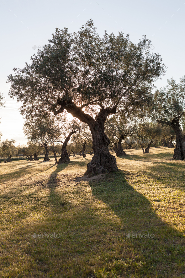 Beautiful grove of old trees in sunlight Stock Photo by ADDICTIVE_STOCK
