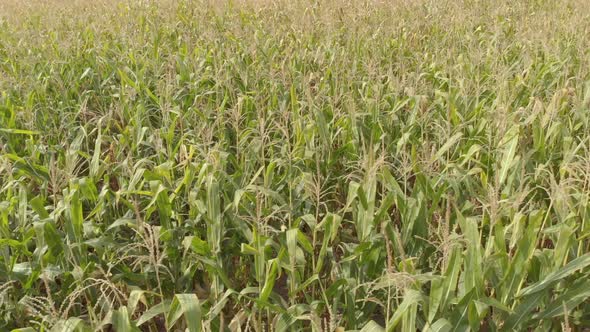 Field with Corn. Aerial. Kyiv. Ukraine, Stock Footage | VideoHive