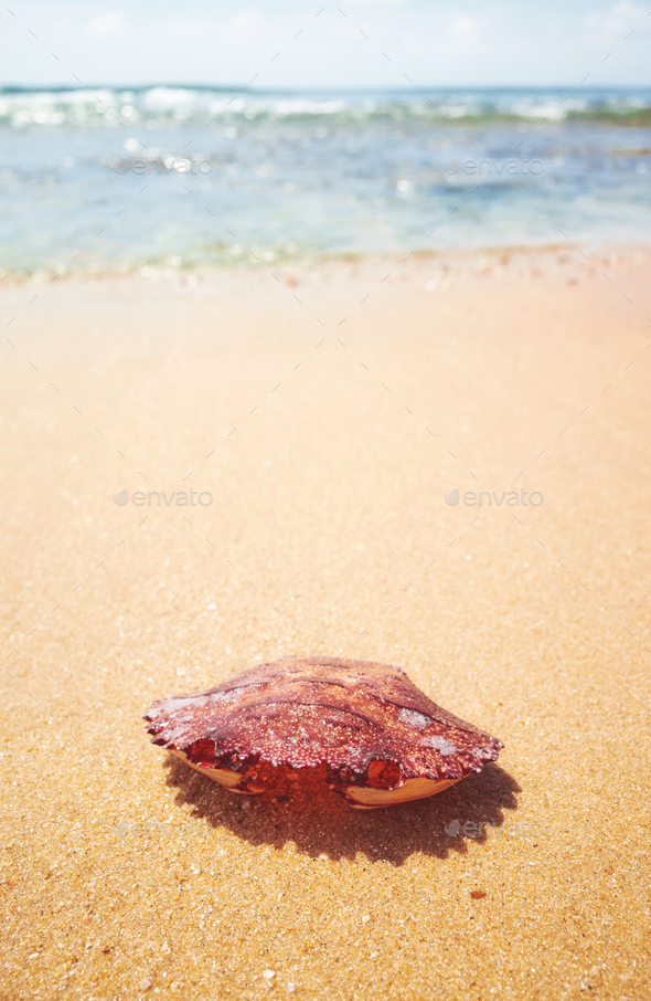 Empty crab shell on a tropical beach. Stock Photo by Maciejbledowski