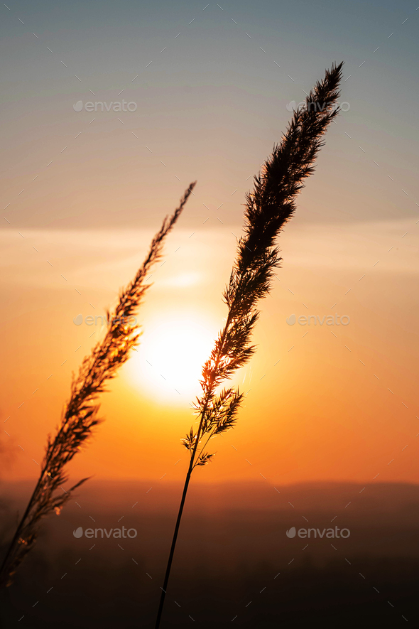 Silhouette of Pampas Grass at Sunset. Stock Photo by zhenny-zhenny