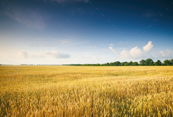 Golden Field and Beautiful Sky Stock Photo by Sandsun | PhotoDune