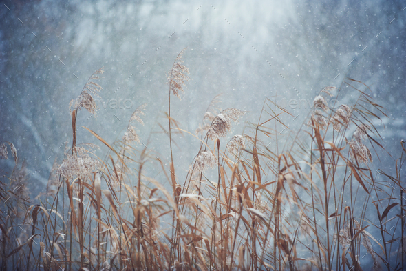 Blurred christmas background with dry reed, falling snow Stock Photo by ...