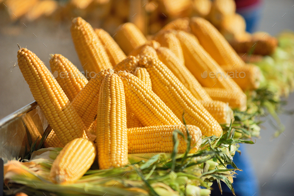 Fresh corn is famous street food of Istanbul, Turkey Stock Photo by Sandsun