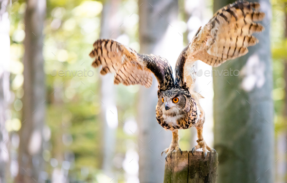 Eurasian Eagle Owl Bubo Bubo preparing for a flight spreading wings ...