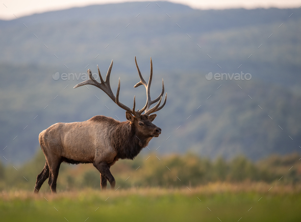 Bull Elk in the Grand Tetons Stock Photo by harrycollinsphotography