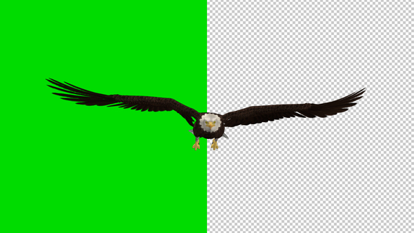Eagle - Bald - Flying Loop - Front View, Motion Graphics | VideoHive