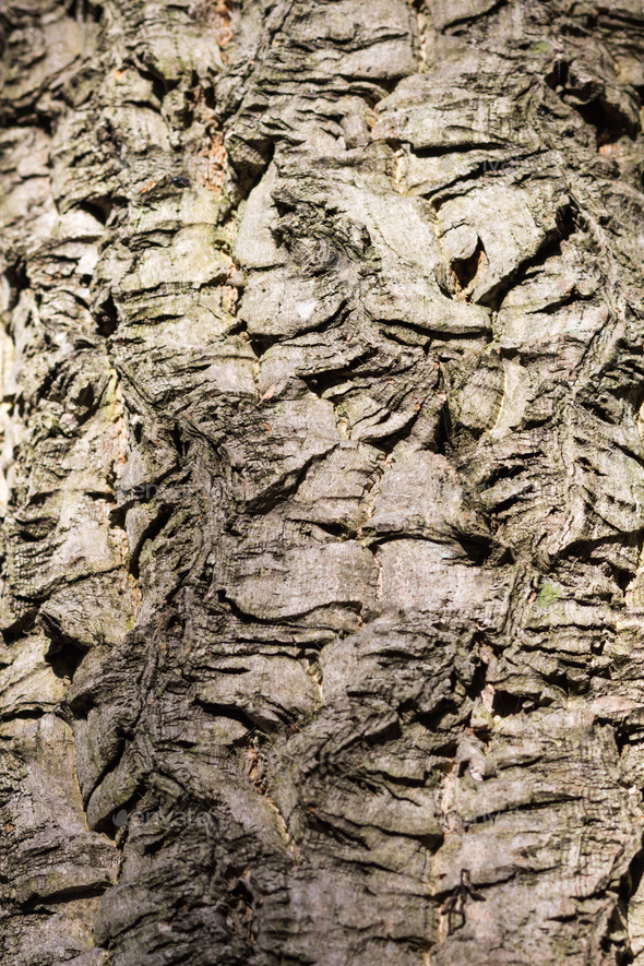 patterned bark texture Stock Photo by uladzimirz | PhotoDune