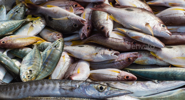 different types of sea fish Stock Photo by uladzimirz | PhotoDune