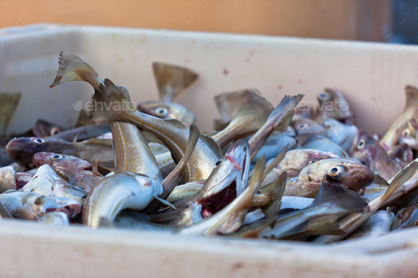 Fresh Fish in Shipping Container Stock Photo by nzooo | PhotoDune