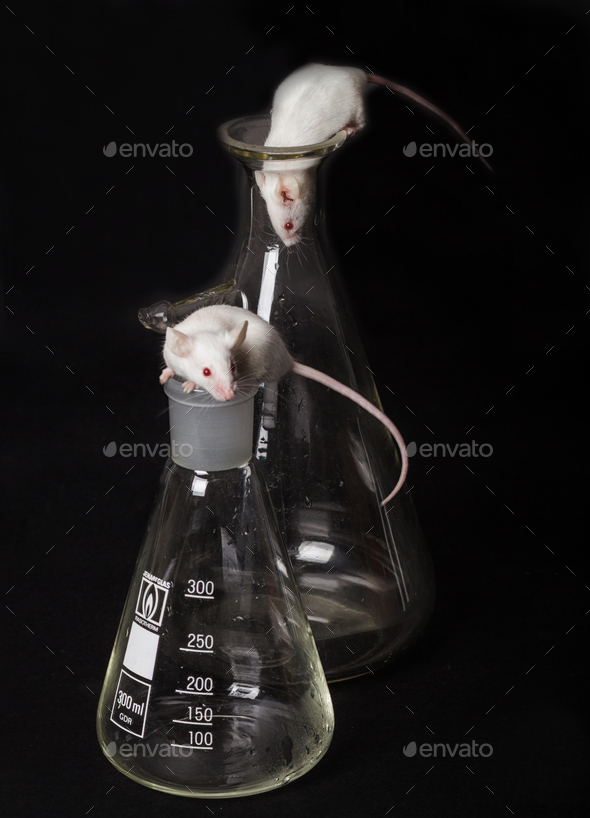 Two white laboratory mice in the flask and on the another flask Stock ...