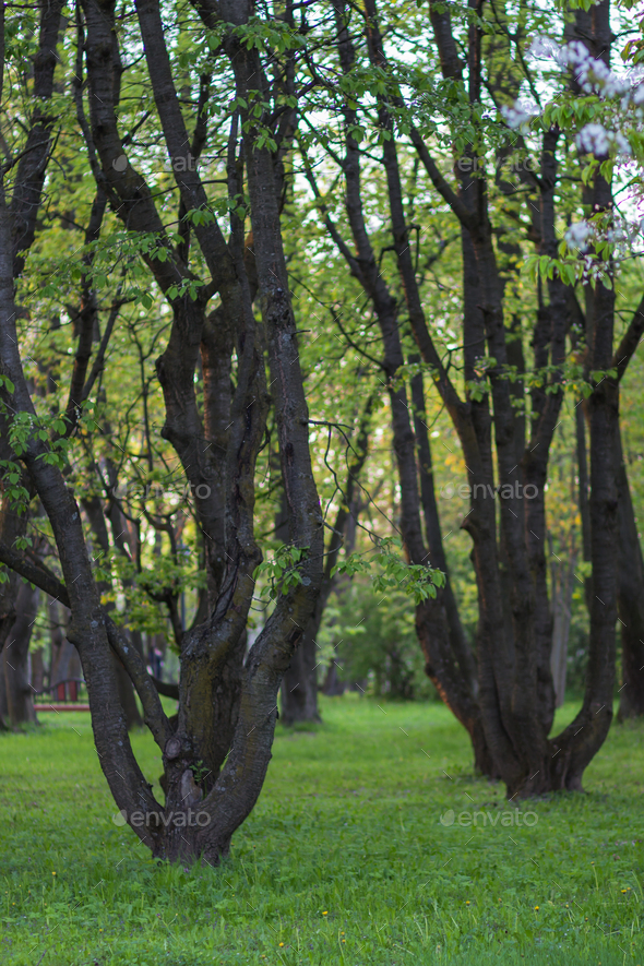 trees in the evening Stock Photo by uladzimirz | PhotoDune
