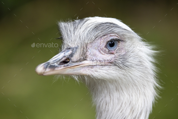 greater rhea (Rhea americana) close up Stock Photo by Edwin-Butter