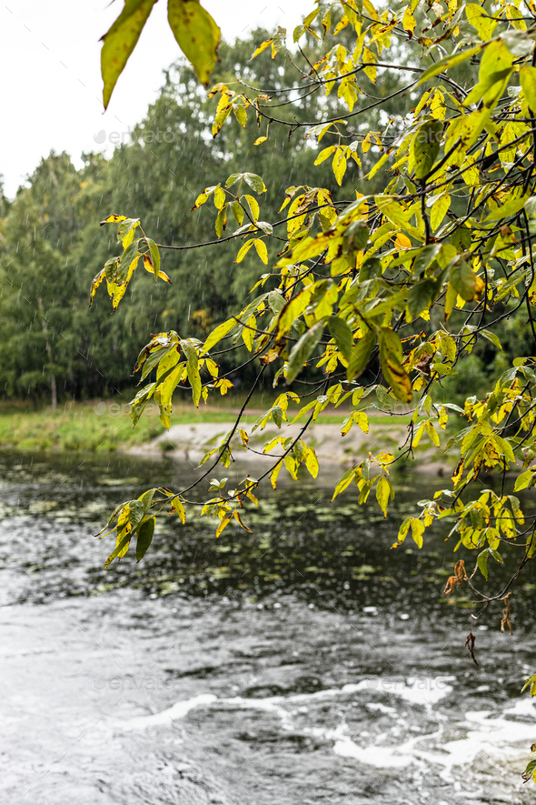 twig with yellowing autumn leaves over city pond Stock Photo by vvoennyy