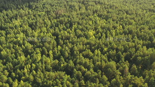Aerial View Of Green Forest Landscape. Top View From High Attitude In ...