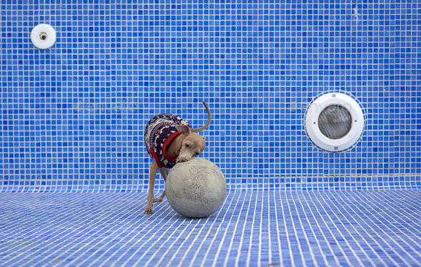 Italian greyhound dog playing in the pool with a ball Stock Photo by ...