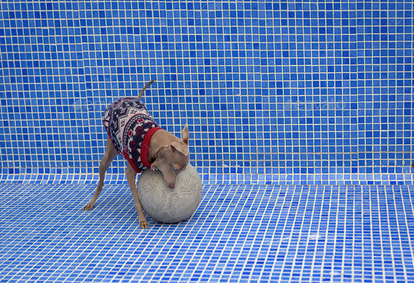 Italian greyhound dog playing in the pool with a ball Stock Photo by ...