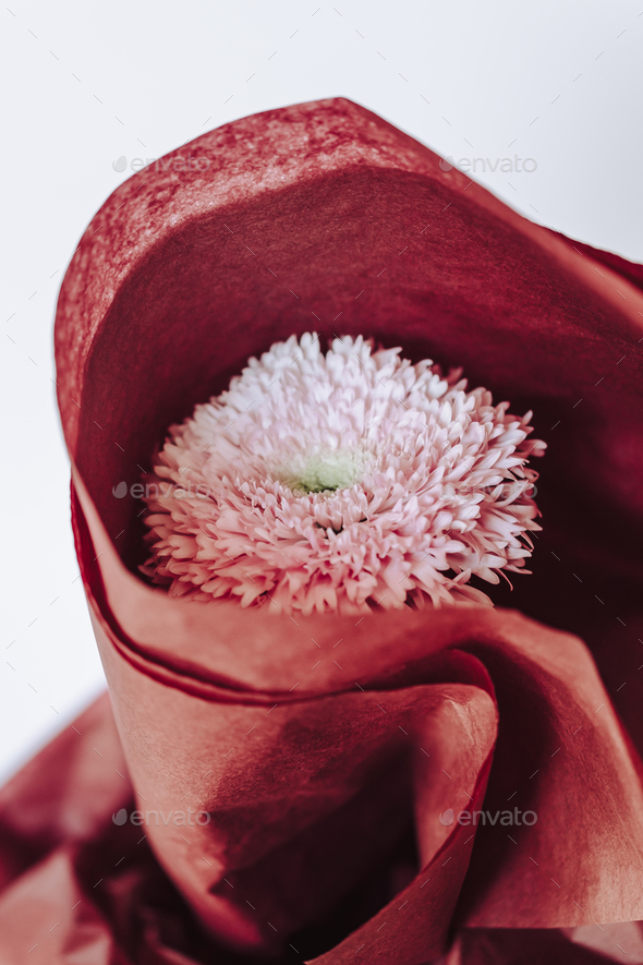 Pink flower wrapped in paper Stock Photo by ADDICTIVE_STOCK | PhotoDune