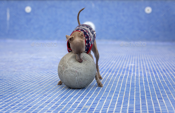 Italian greyhound dog playing in the pool with a ball Stock Photo by ...