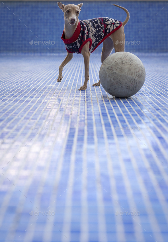 Italian greyhound dog playing in the pool with a ball Stock Photo by ...