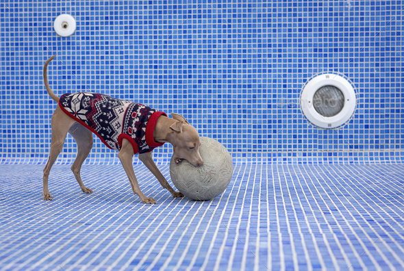Italian greyhound dog playing in the pool with a ball Stock Photo by ...